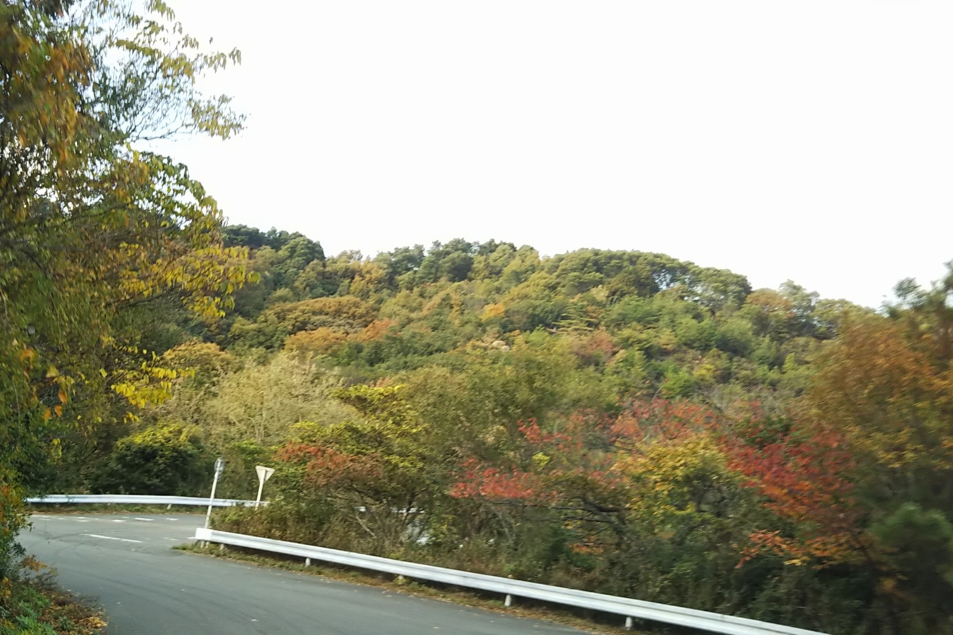 王子が岳へドライブ: 黒柴 ｢伊勢｣ と ニャンコ達