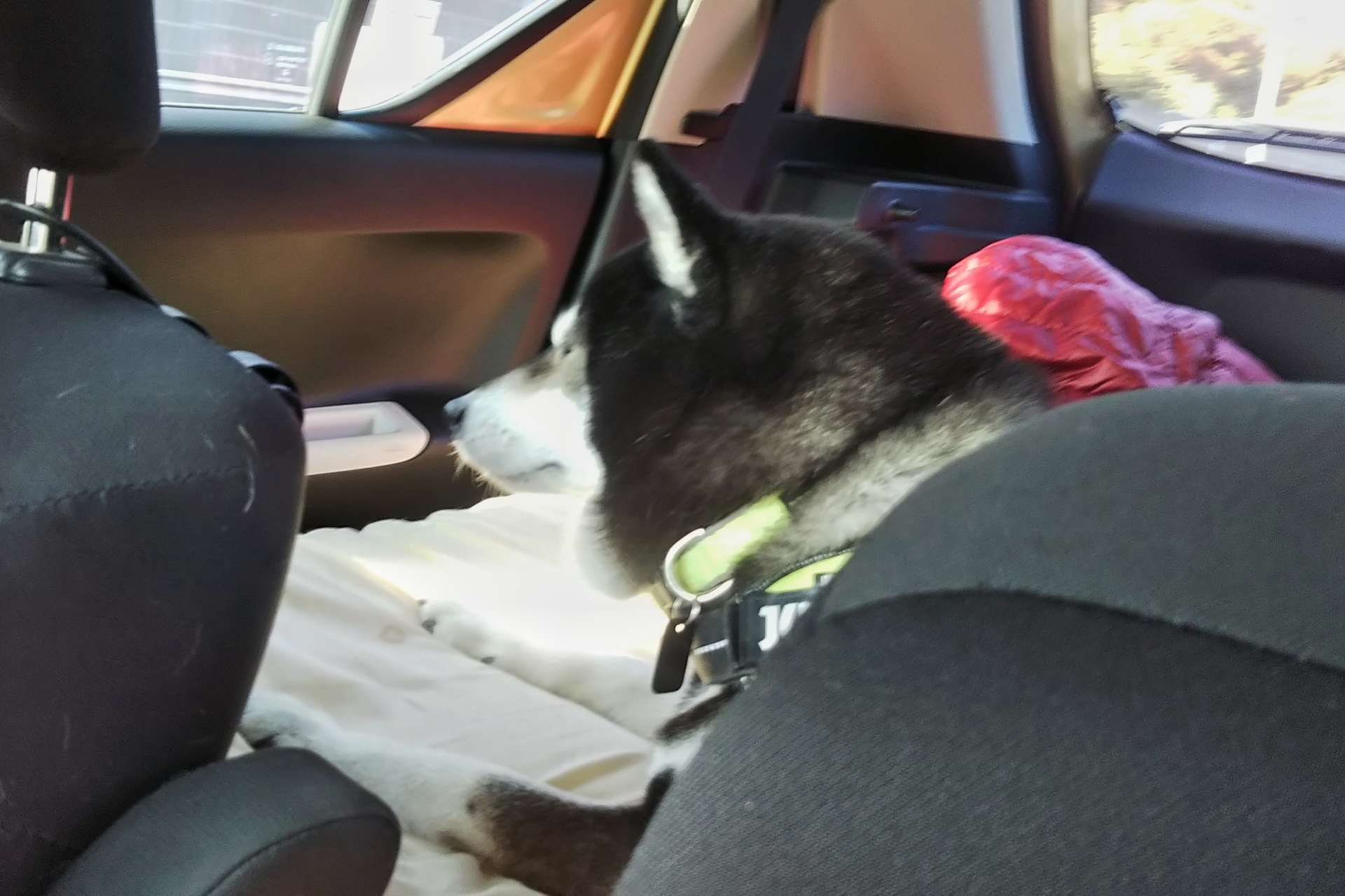 白滝山: 黒柴 ｢伊勢｣ と ニャンコ達